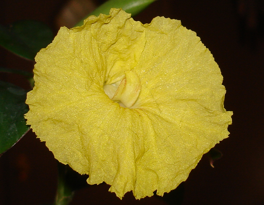 Monocostus uniflorus - Randy's Tropical Plants