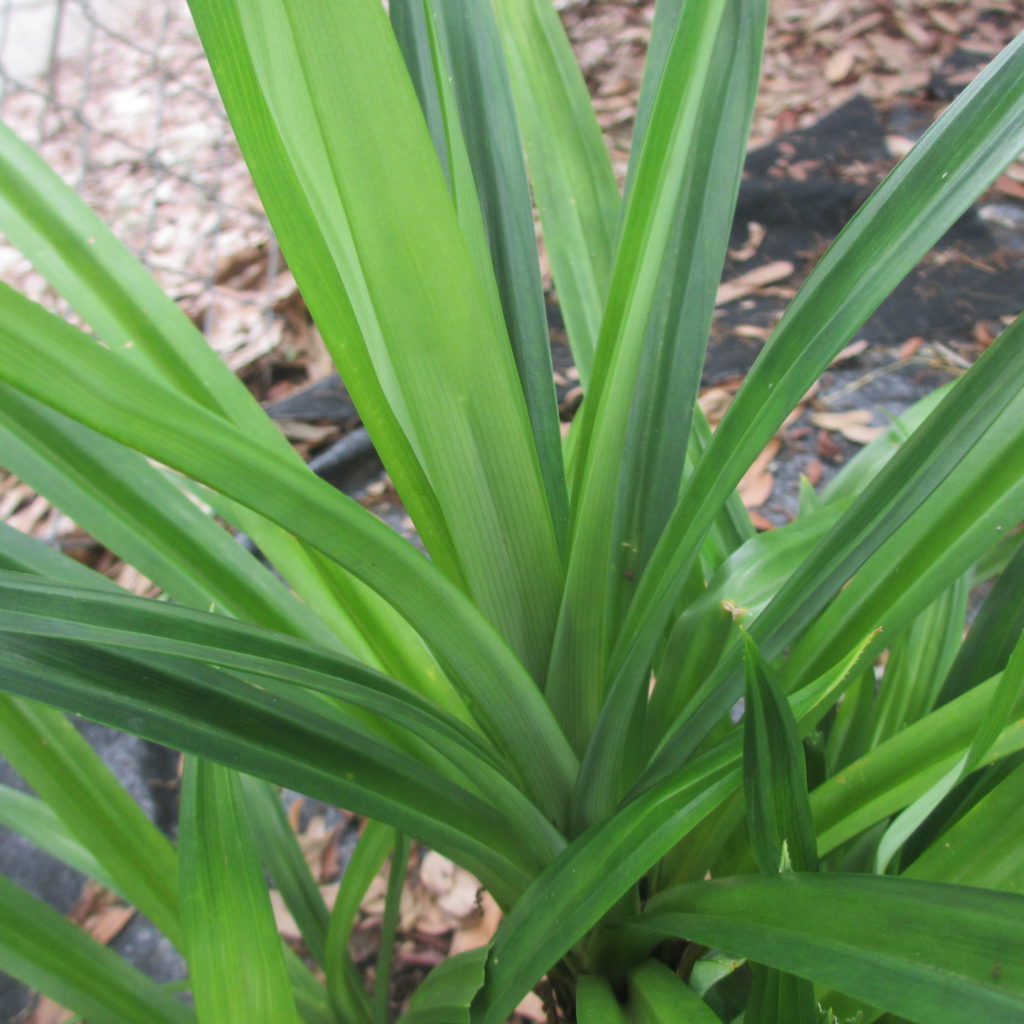 Pandanus amaryllifolius - Randy's Tropical Plants