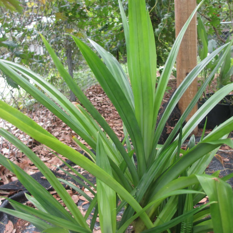 Pandanus amaryllifolius - Randy's Tropical Plants