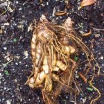 Curcuma caesia Black Turmeric - Randy's Tropical Plants